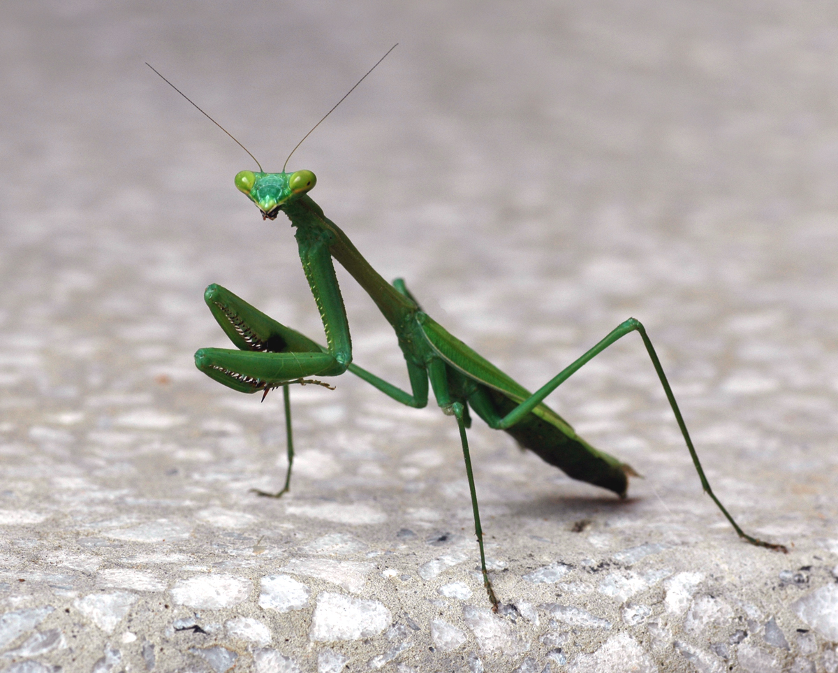 Praying Mantis - Animal of the Month - Dr. Cara Gubbins